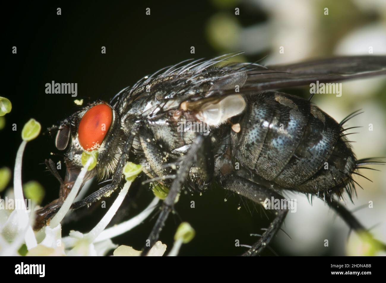 fly, compound eyes, flies, compound eye Stock Photo - Alamy
