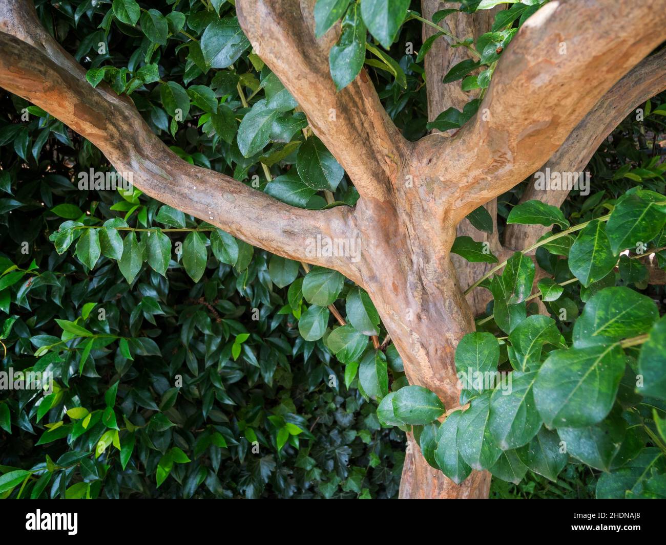 Lagerstroemia bark hi-res stock photography and images - Alamy