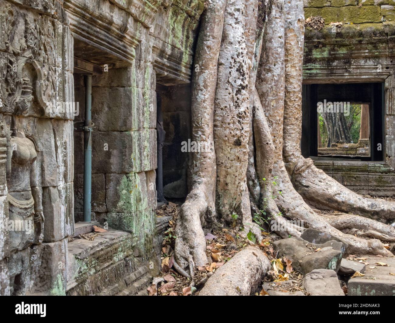 Sponge trees invade the ancient walls of Ta Phrom Temple - Siem Reap ...