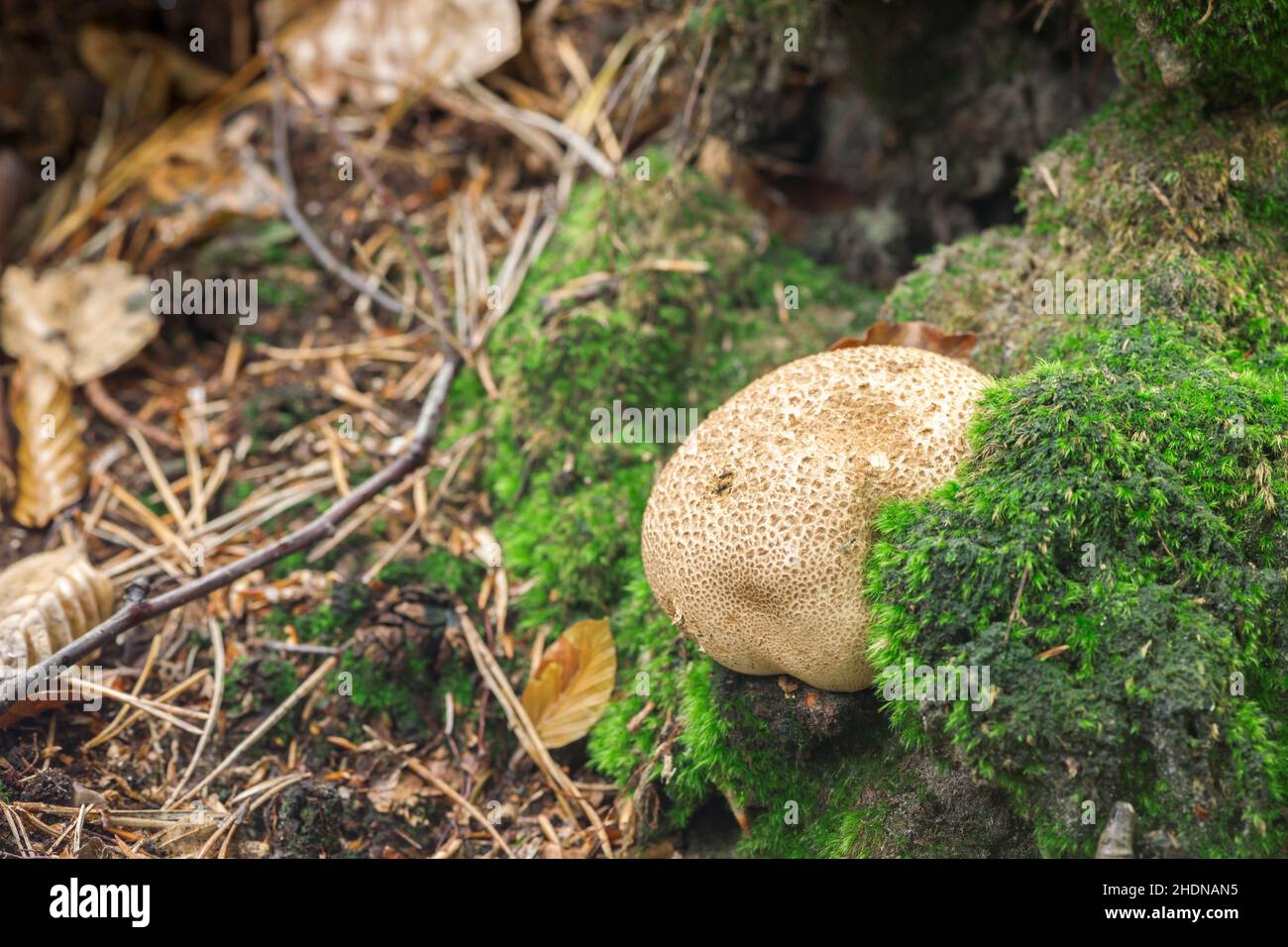 puffball mushroom, scleroderma, puffball mushrooms Stock Photo - Alamy