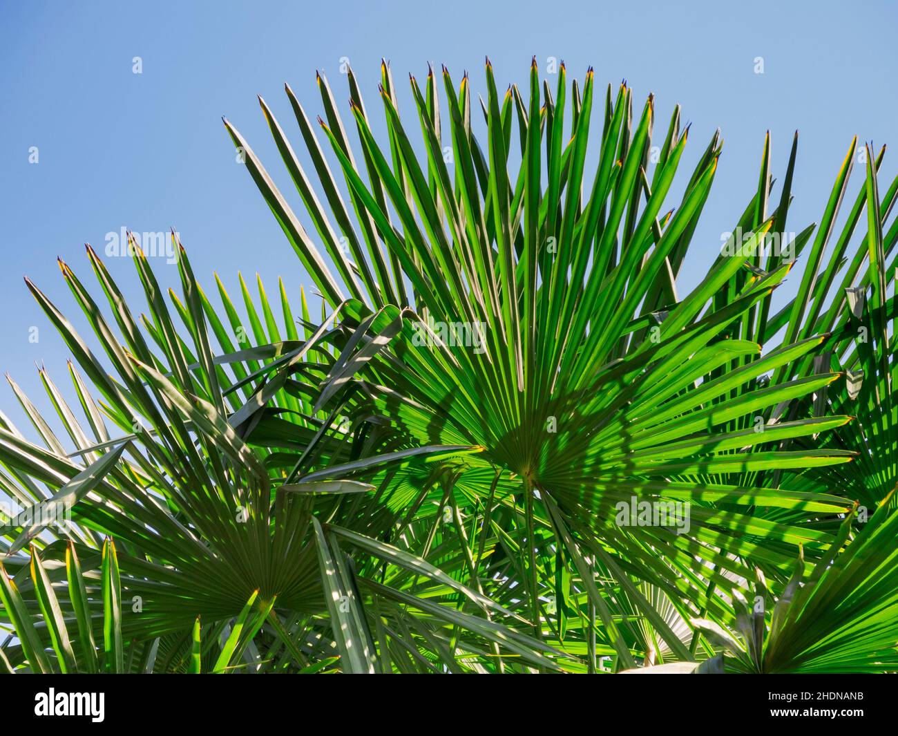 Fronds fanned out hi-res stock photography and images - Alamy