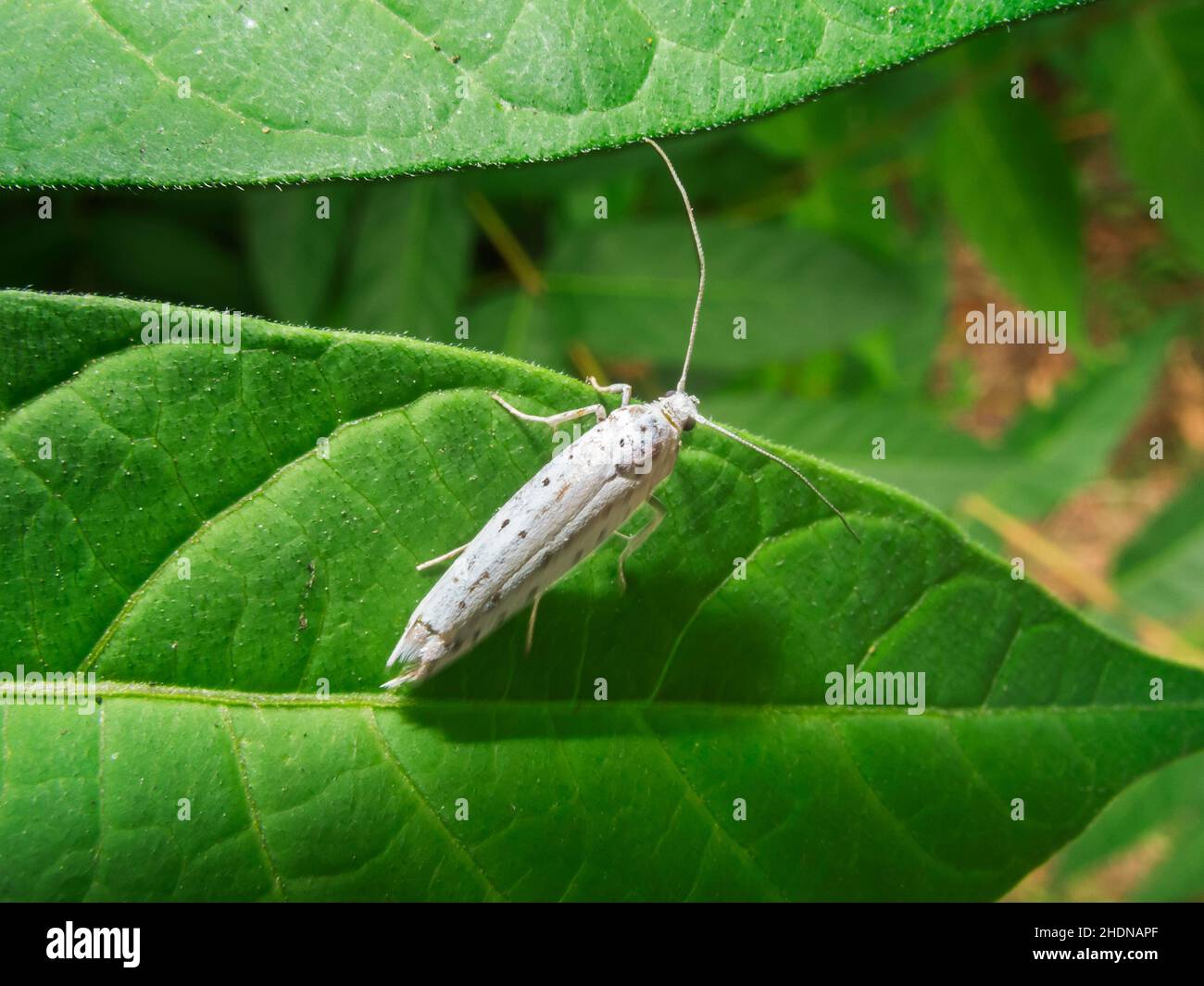 Footman hi-res stock photography and images - Alamy