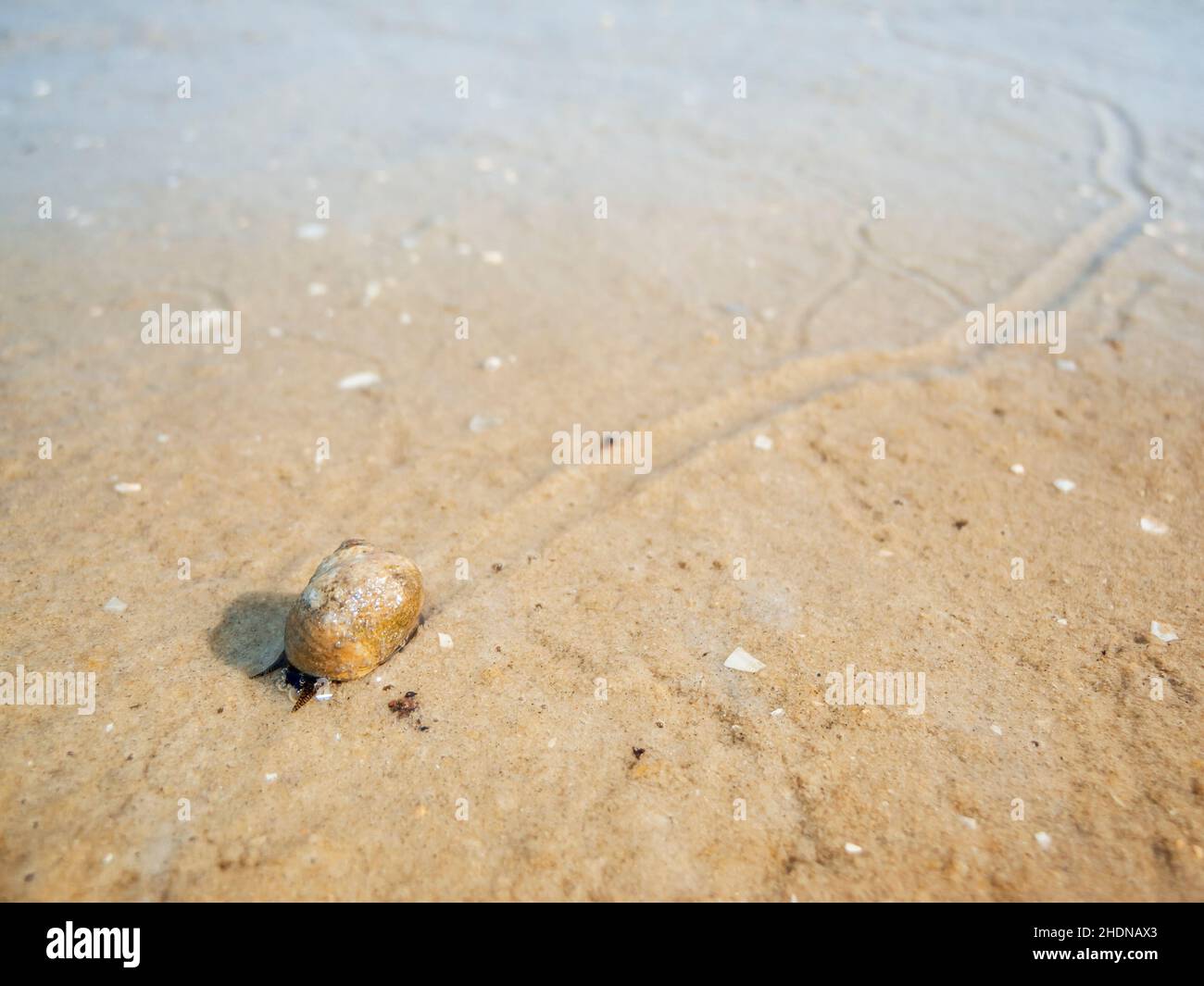 conch shell, conch shells Stock Photo - Alamy