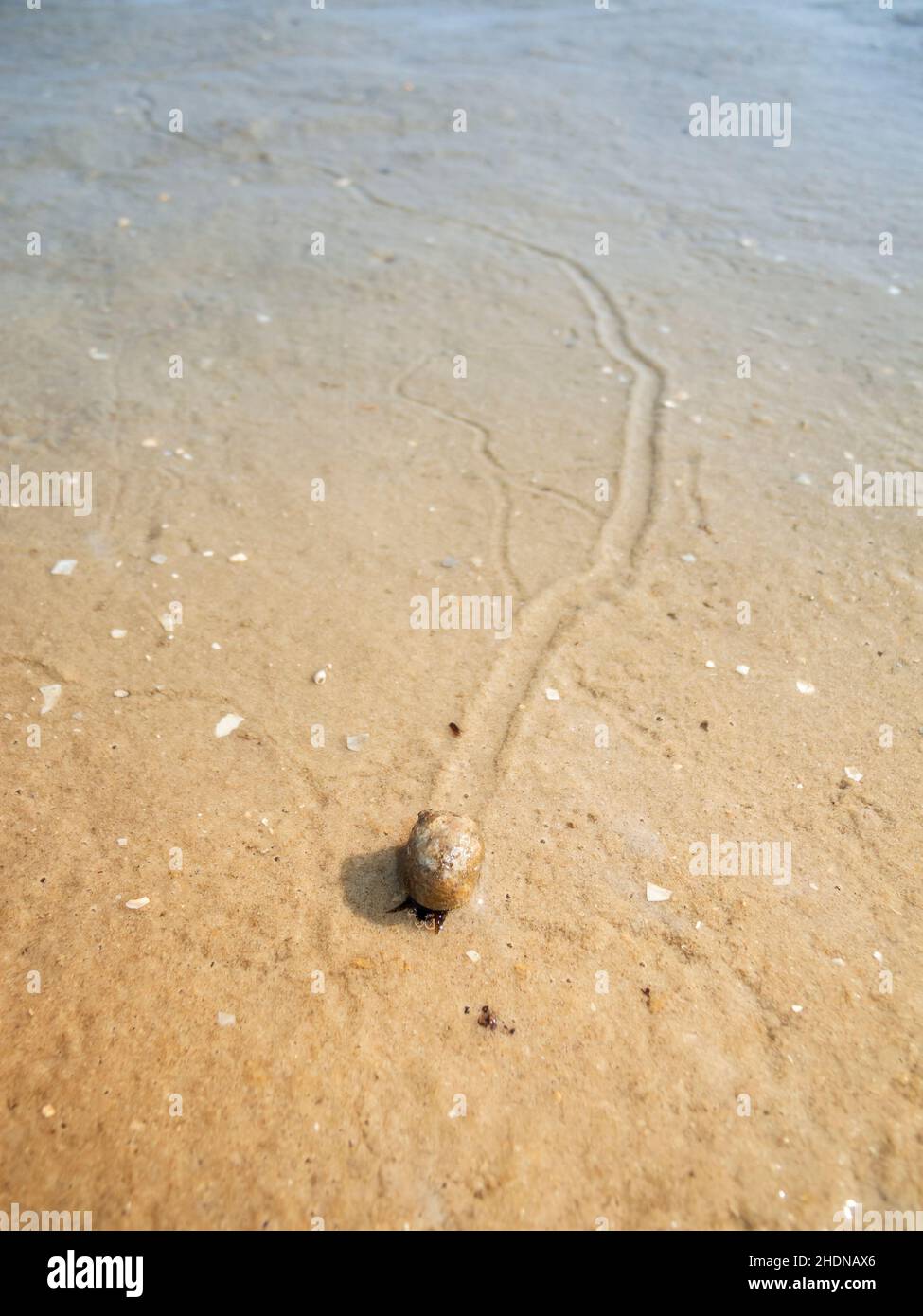 sand, track, conch shell, sands, tracks, conch shells Stock Photo - Alamy