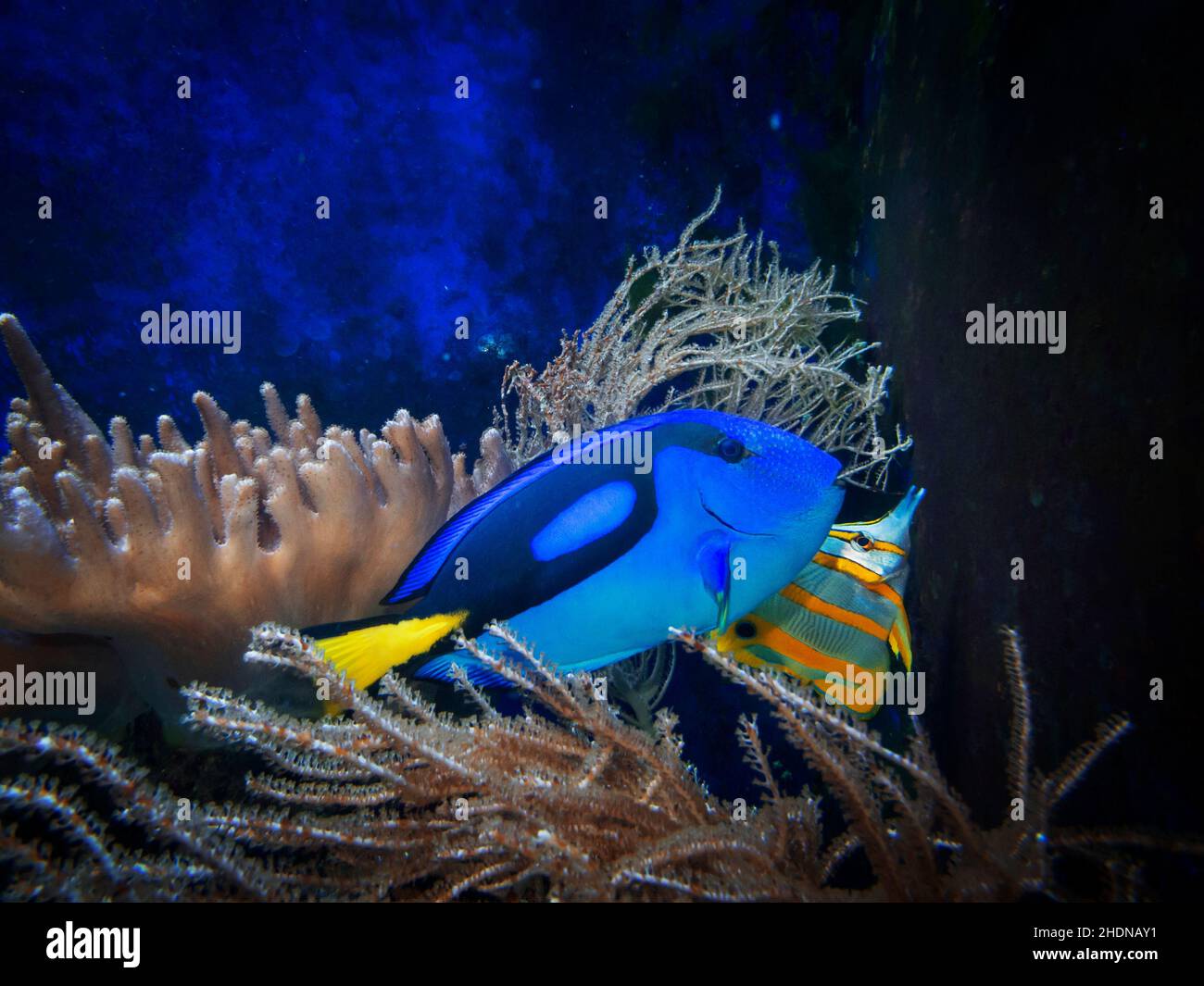 Regal fish hi-res stock photography and images - Alamy