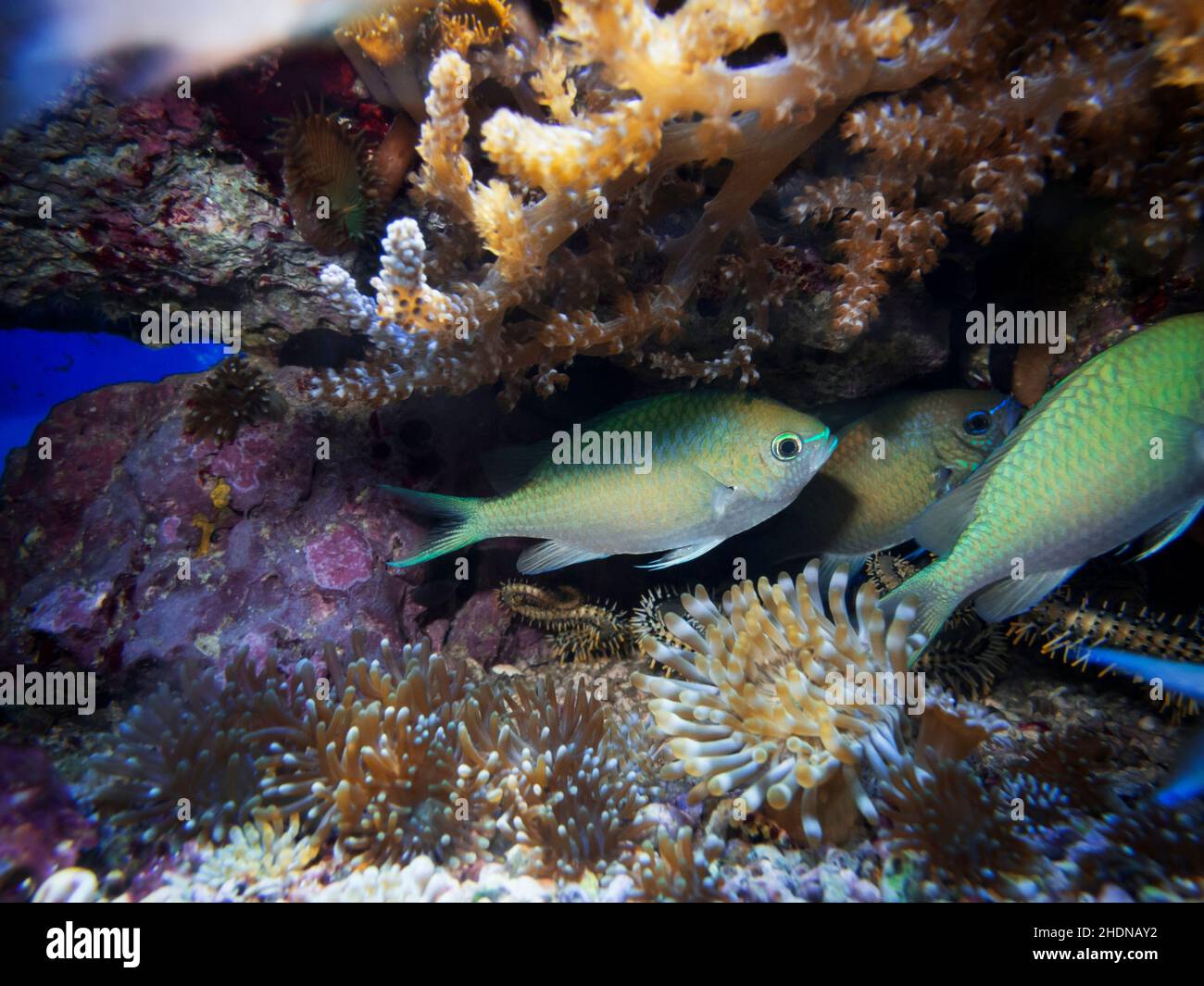 Green chromis hi-res stock photography and images - Alamy