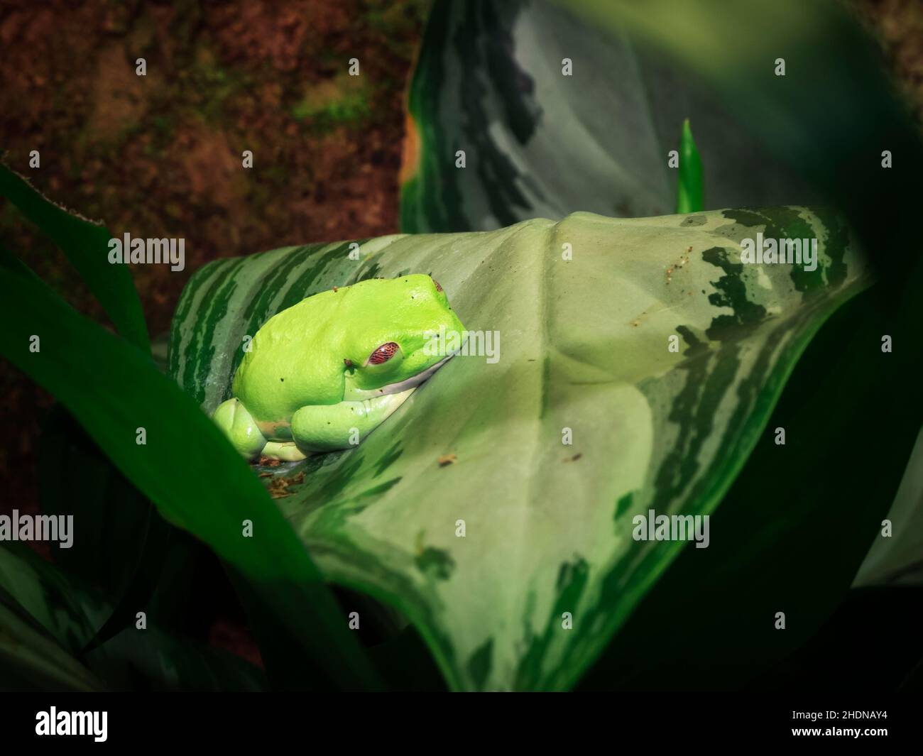 mexican tree frog Stock Photo - Alamy