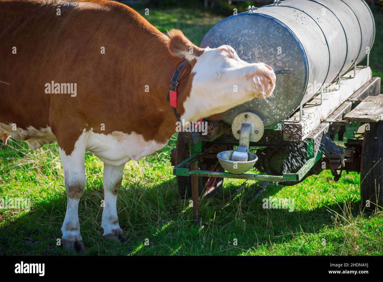 drinking, cow, water tank, to drink, cows, water tanks Stock Photo - Alamy