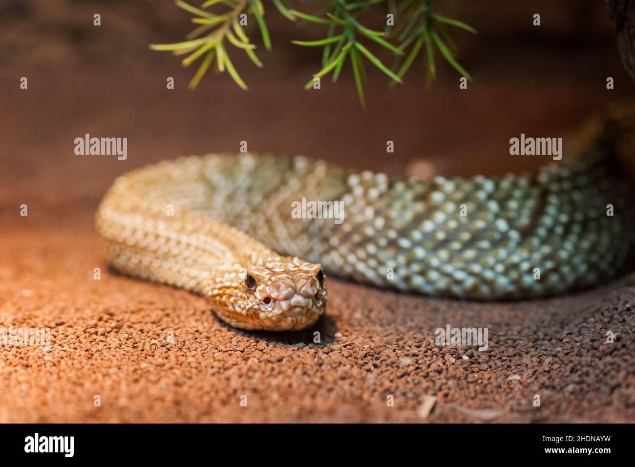 Rattlesnakes rattlesnake hi-res stock photography and images - Alamy
