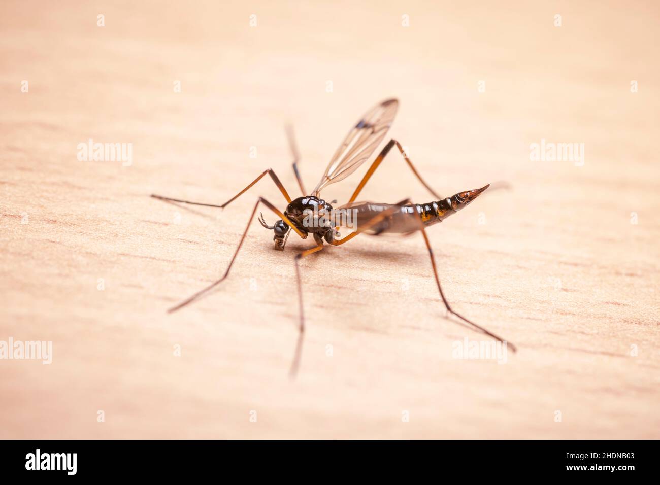 crane fly, mosquito, crane flies, gnat, midge Stock Photo - Alamy