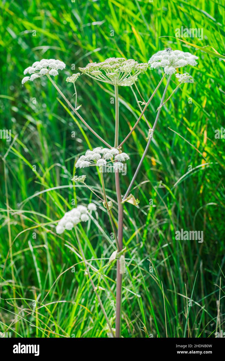 meadow common hogweed, common hogweeds Stock Photo - Alamy