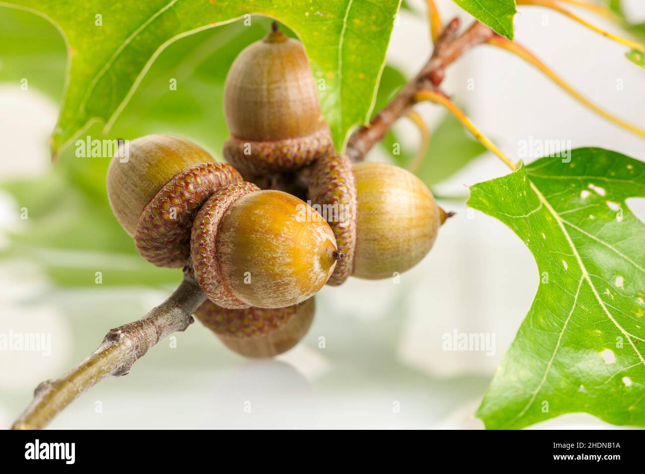 Acorn and leaf hi-res stock photography and images - Alamy