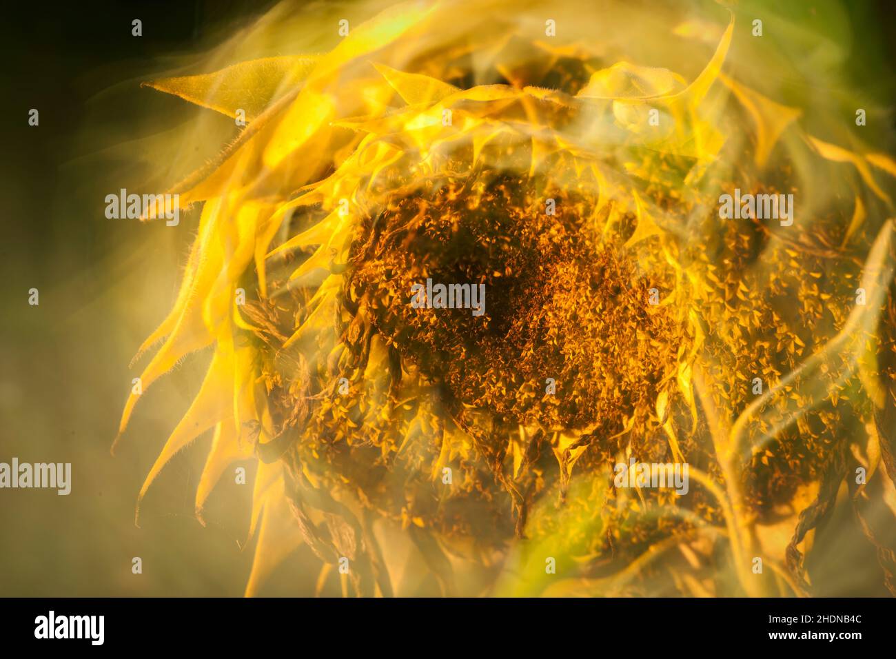 Sunflower with zoom effect hi-res stock photography and images - Alamy