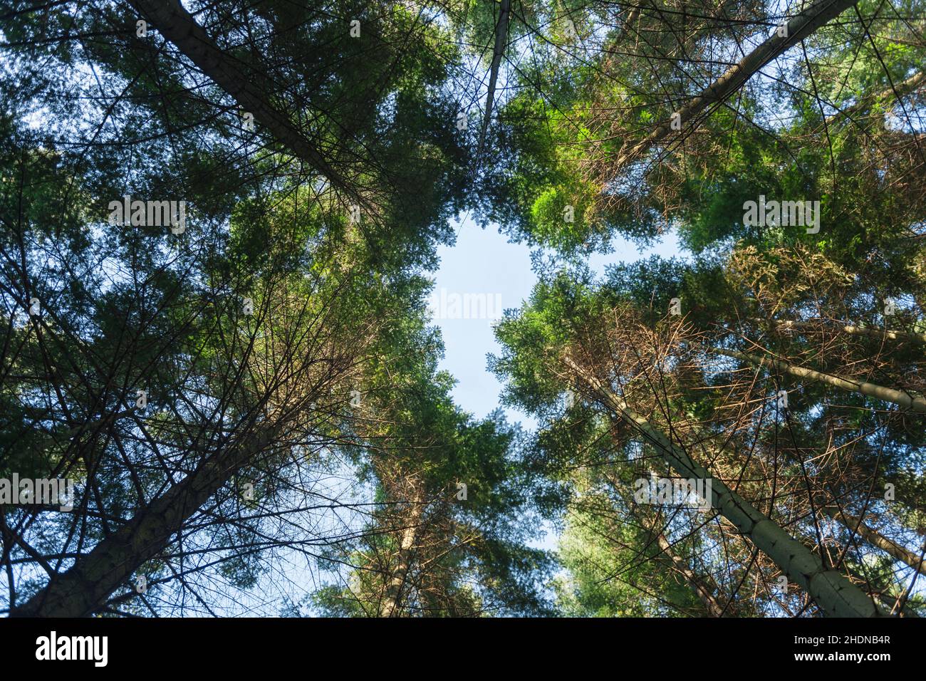 trees, treetop, tree, treetops Stock Photo - Alamy