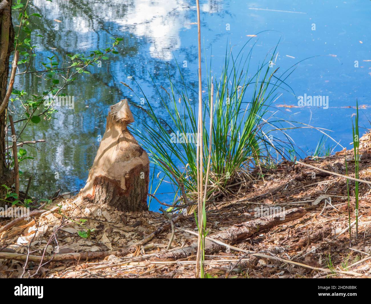 tree damage, beaver, bite track, tree damages, beavers Stock Photo - Alamy