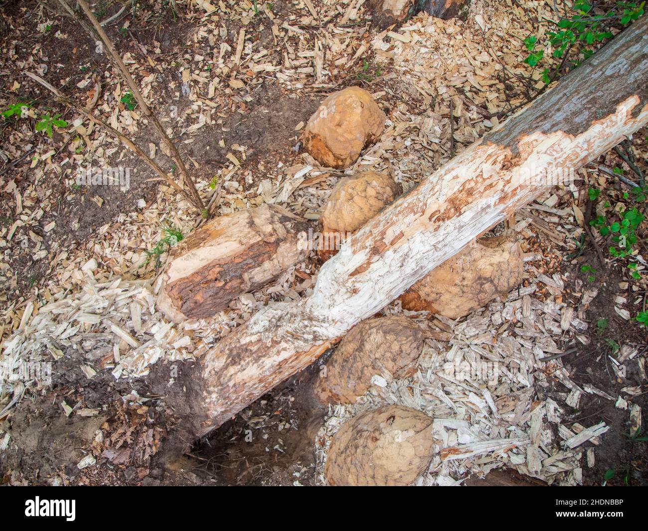 tree trunk, wood shavings, beaver, trunks, beavers Stock Photo - Alamy
