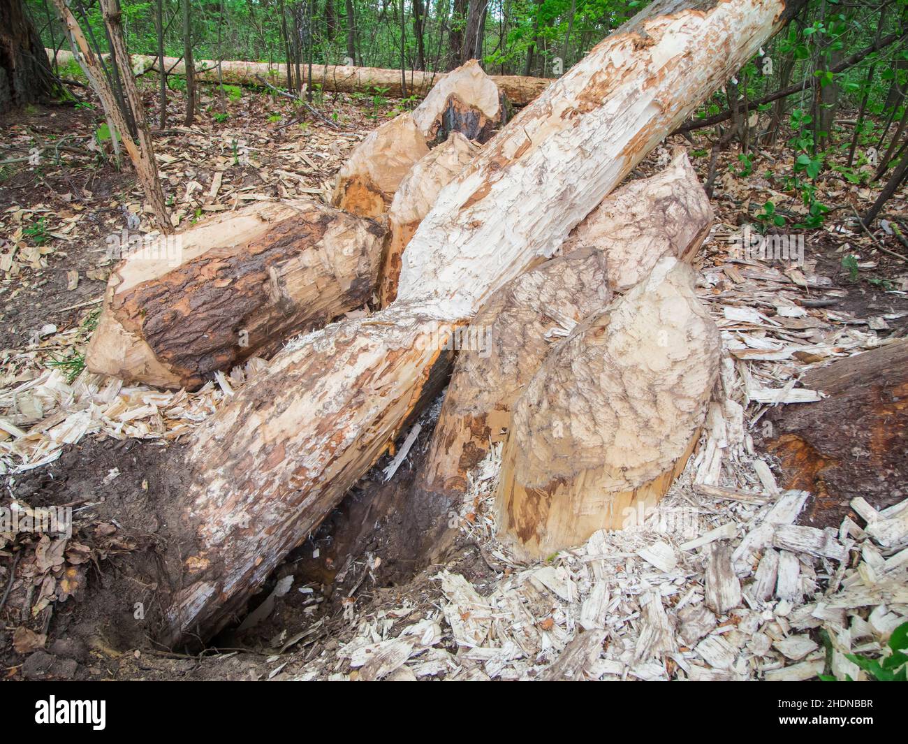 tree damage, beaver, tree damages, beavers Stock Photo - Alamy