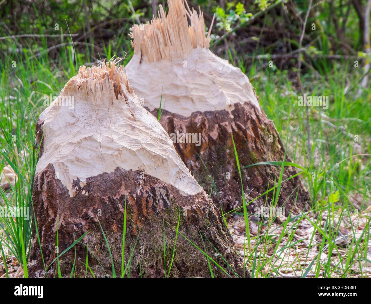 tree damage, beaver, tree damages, beavers Stock Photo - Alamy
