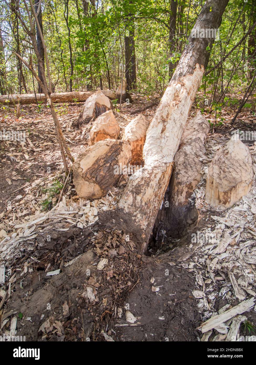 Beaver wood shavings hi-res stock photography and images - Alamy