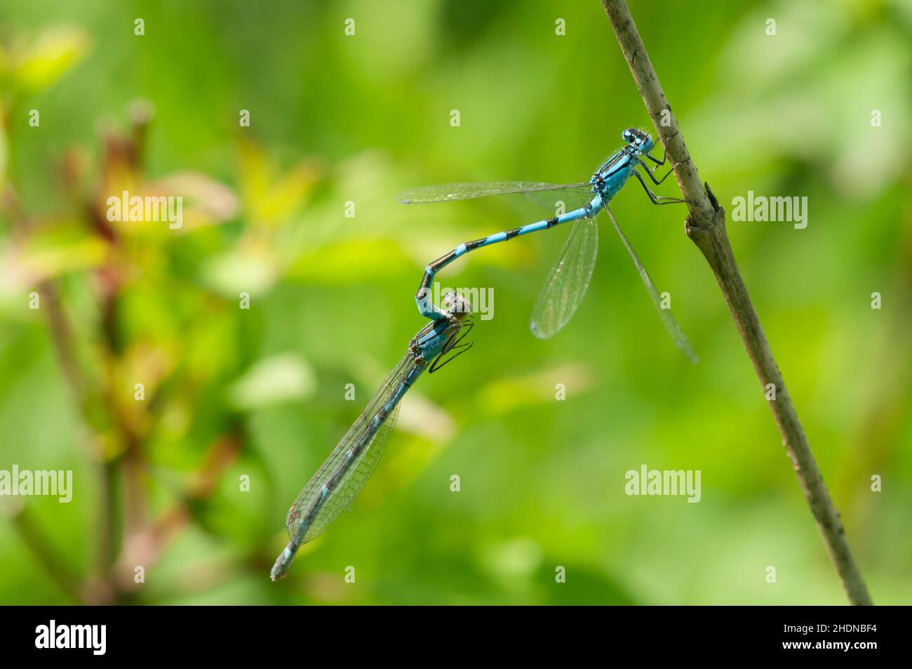 mating, azure damselfly, azure damselflies Stock Photo - Alamy
