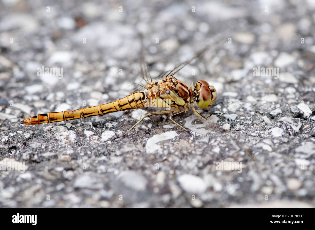 Sympetrums hi-res stock photography and images - Alamy