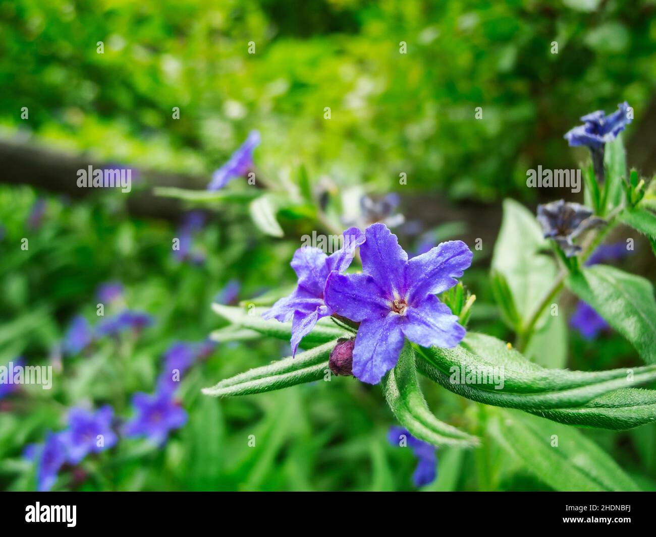 Gromwell plant hi-res stock photography and images - Alamy