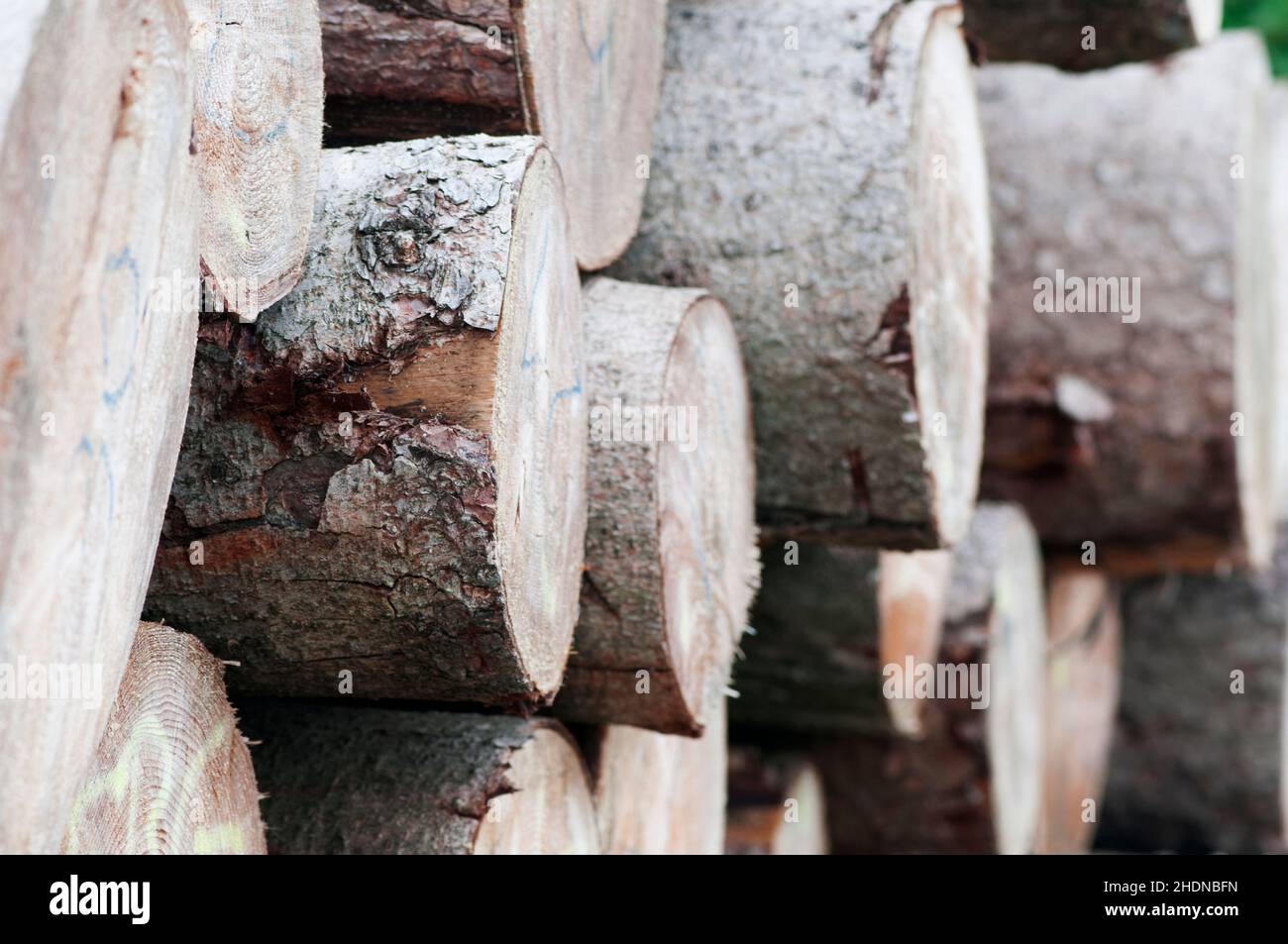 wood pile, tree trunk, forestry, wood piles, trunks, forestries Stock ...