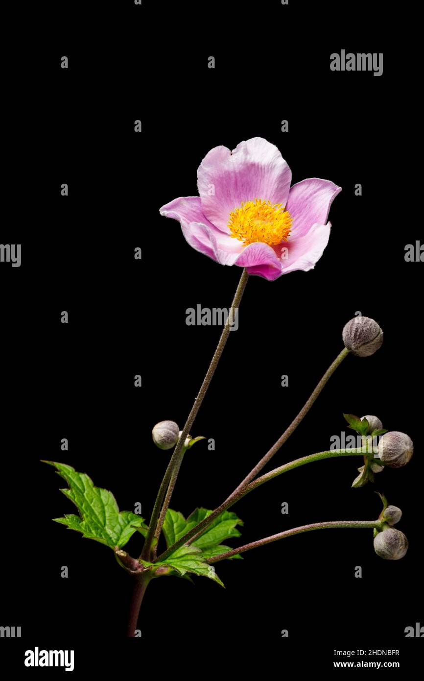 Chinese anemone hi-res stock photography and images - Alamy