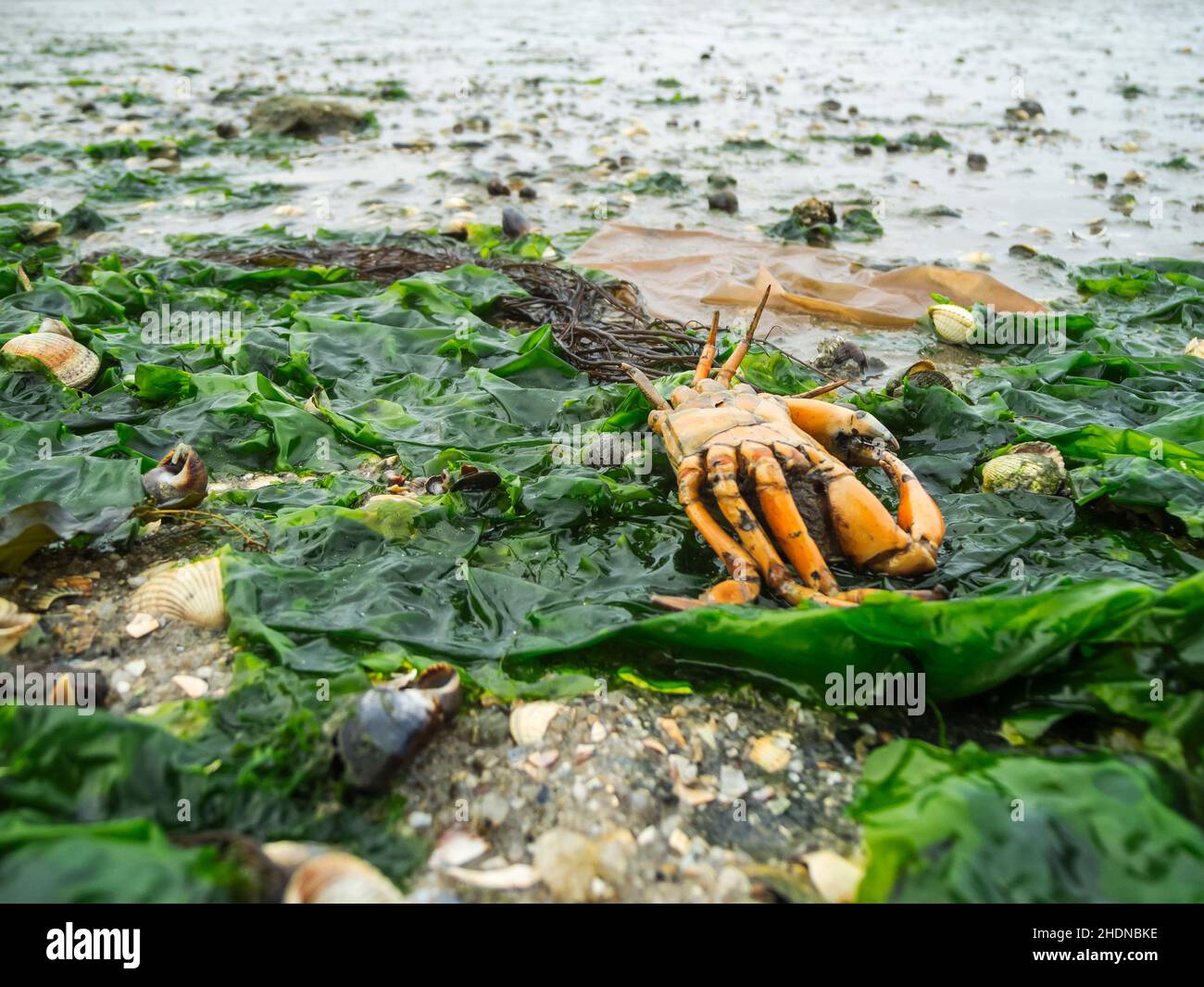 beach, crab, dead animal, beaches, seaside, crabs, dead animals Stock ...