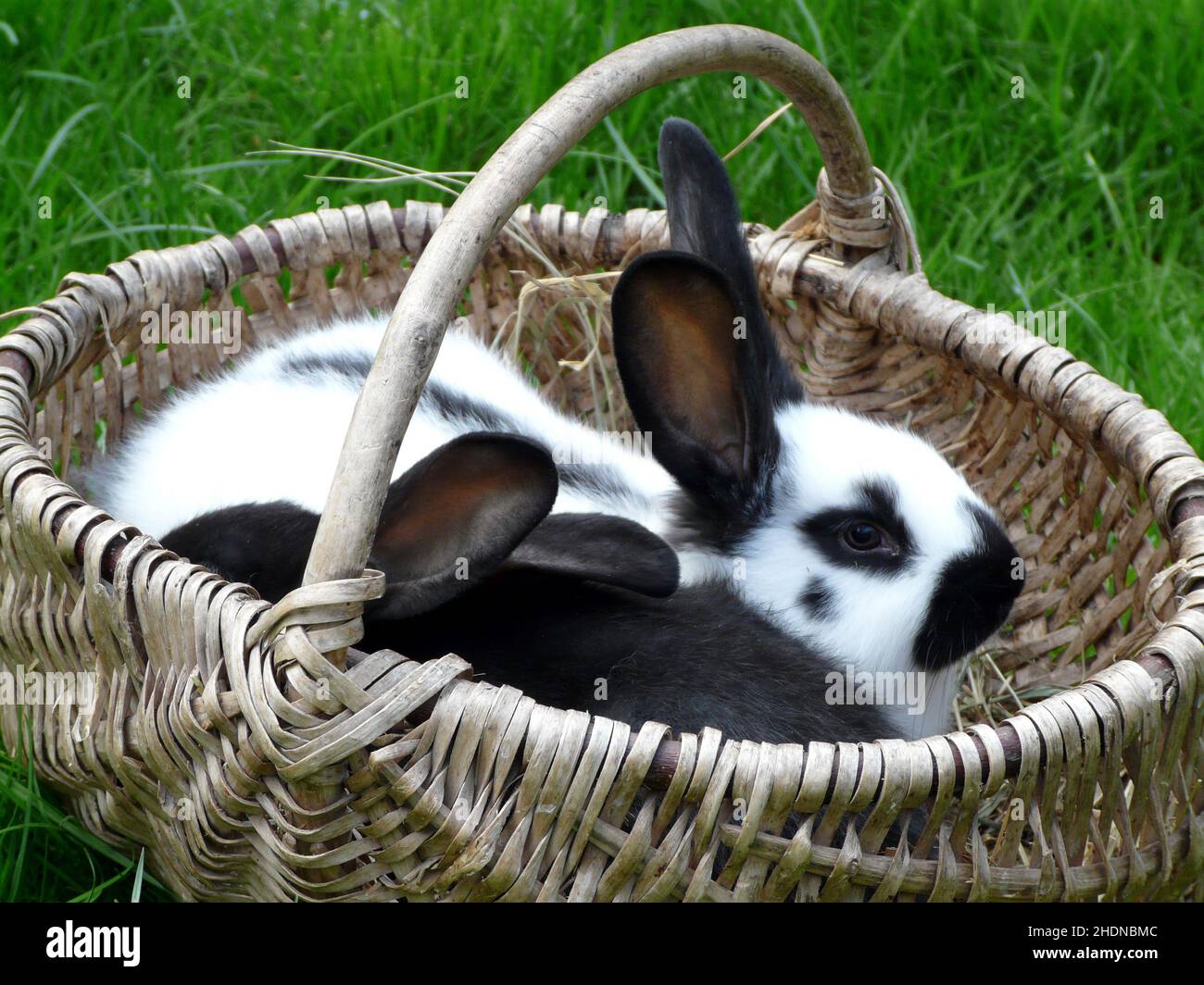 Baskets animals hi-res stock photography and images - Alamy