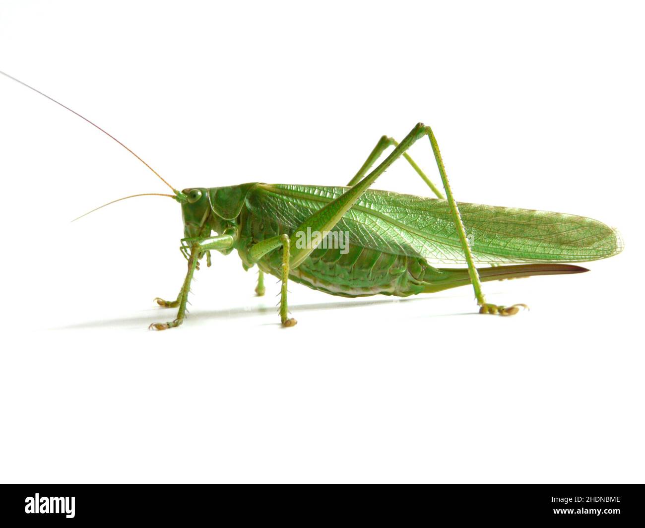 Grasshopper side view Cut Out Stock Images & Pictures - Alamy