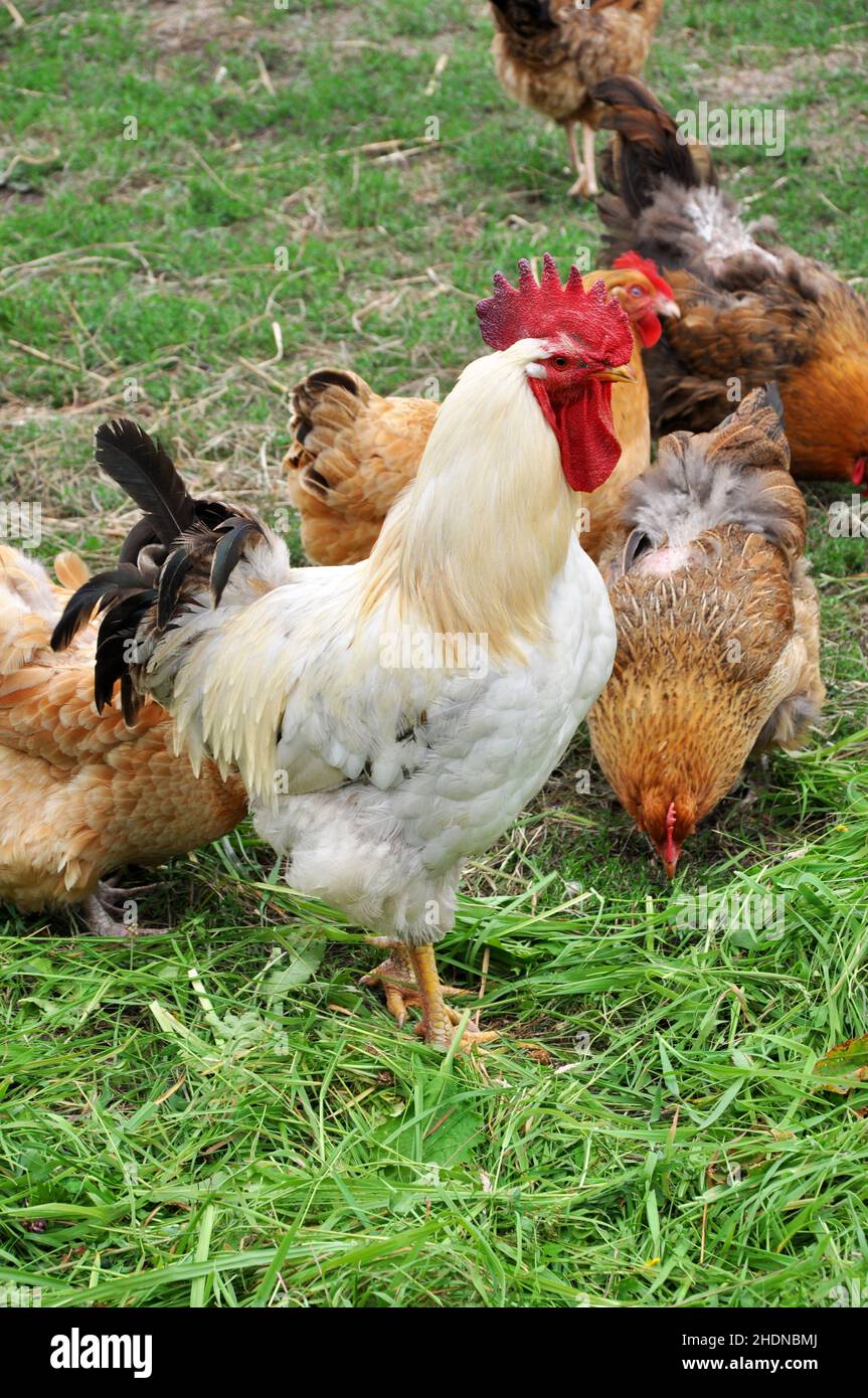 Group rooster hi-res stock photography and images - Alamy