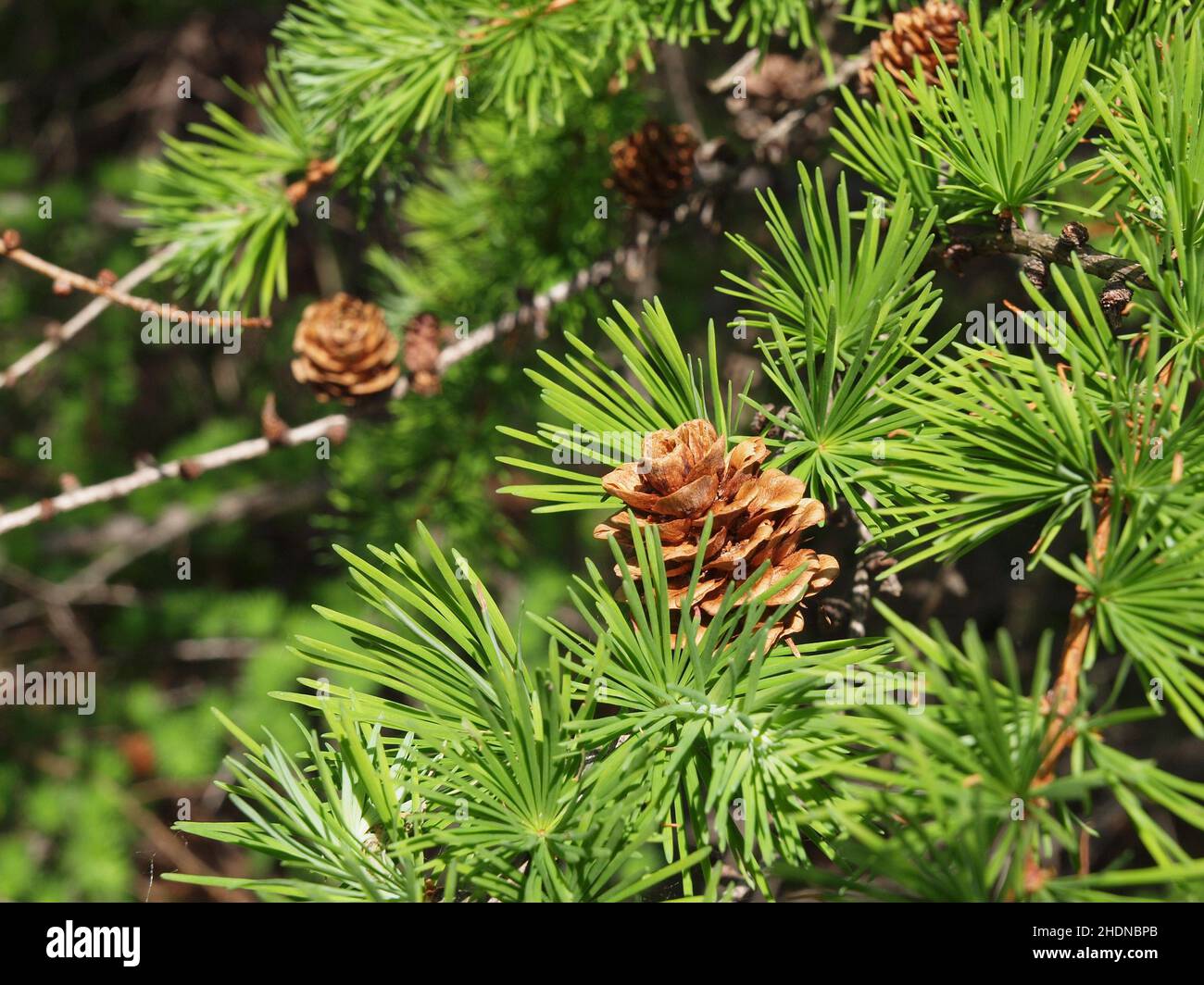 larch tree, pine cone, larch trees, pine cones Stock Photo - Alamy