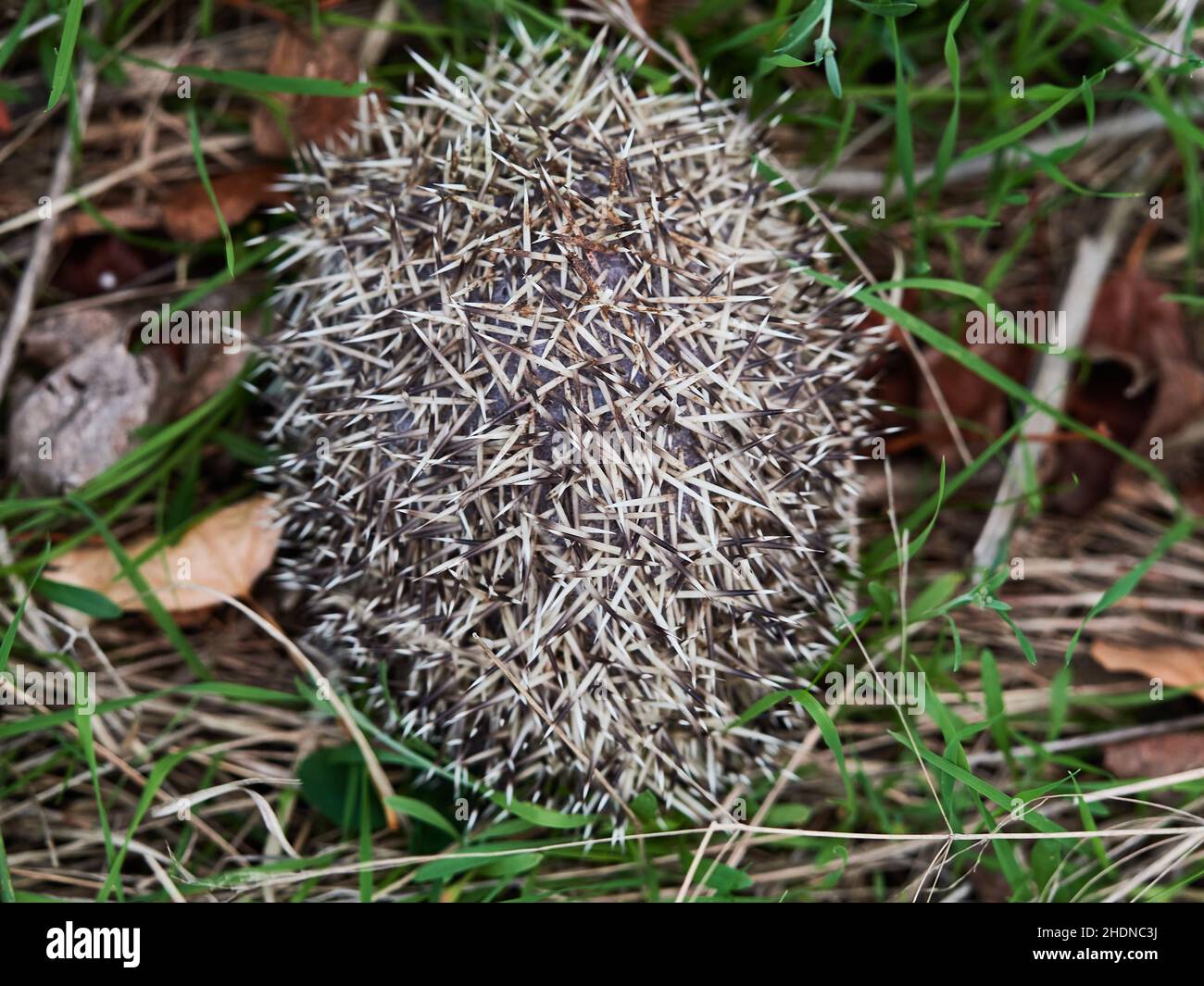 Hedgehog in leaves hi-res stock photography and images - Alamy