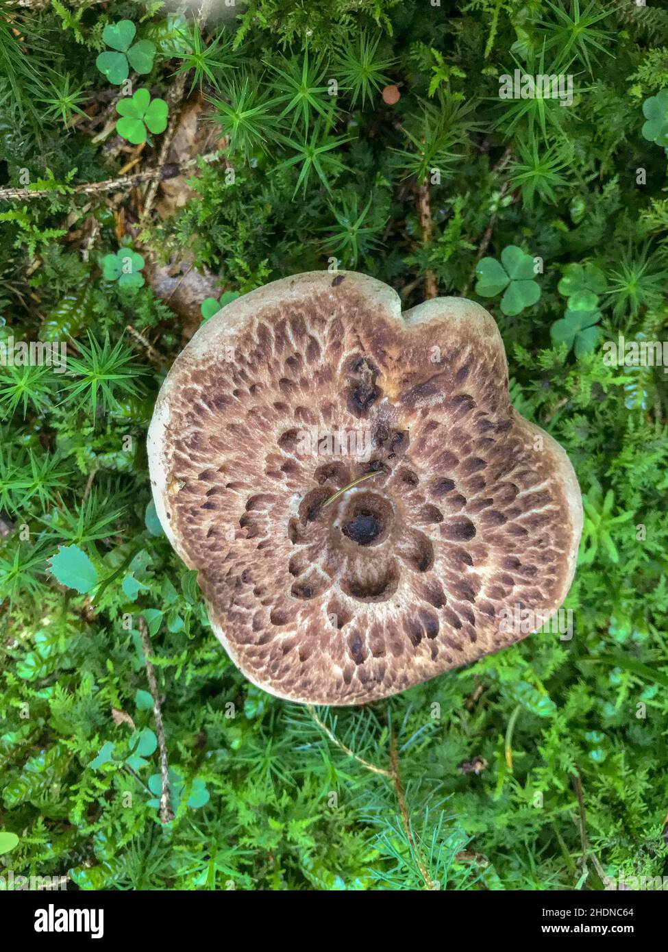 fungus, funguses, mushroom, mushrooms Stock Photo - Alamy