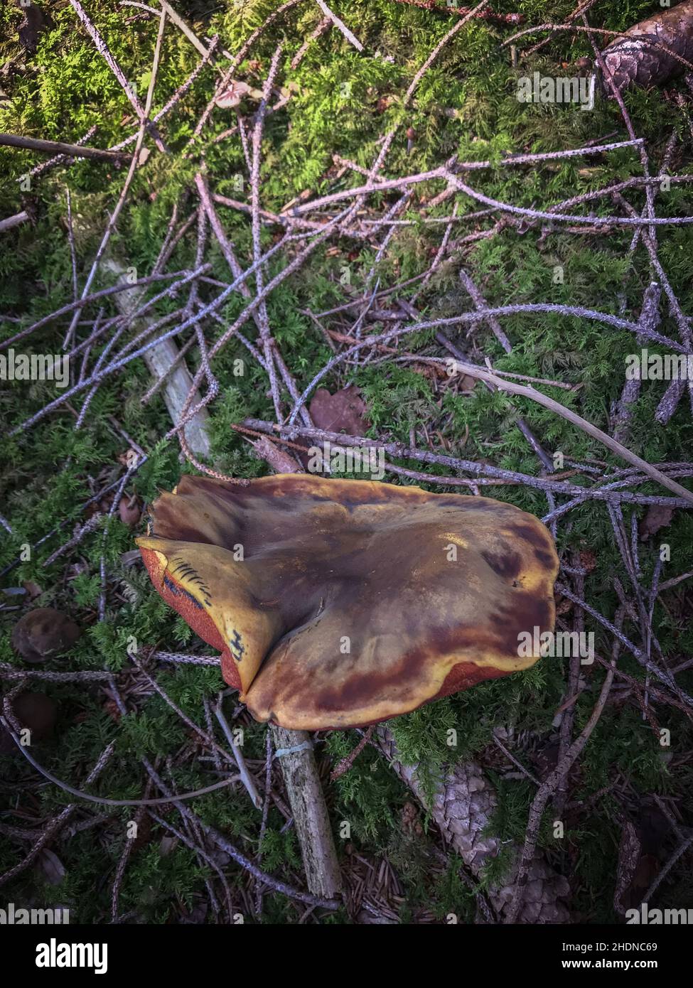 Lurid colors hi-res stock photography and images - Alamy