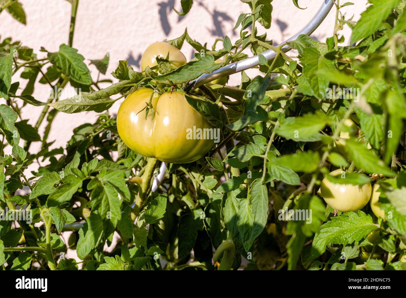 green tomato, green tomatos Stock Photo - Alamy