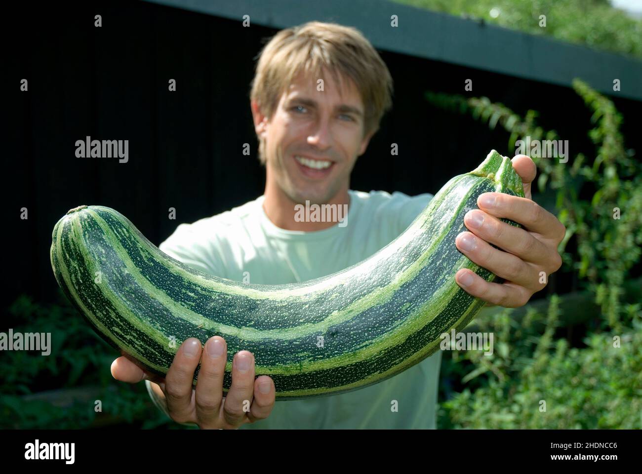 young man, harvest, zucchini, guy, man, men, young, harvests, zucchinis ...