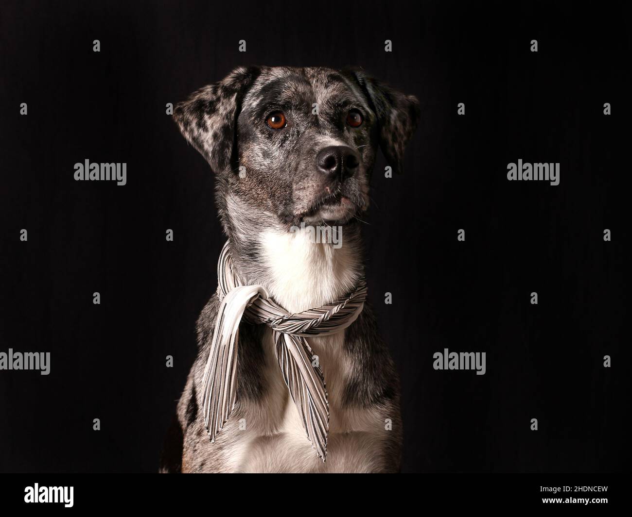 dog, animal portrait, dogs, animal portraits Stock Photo - Alamy