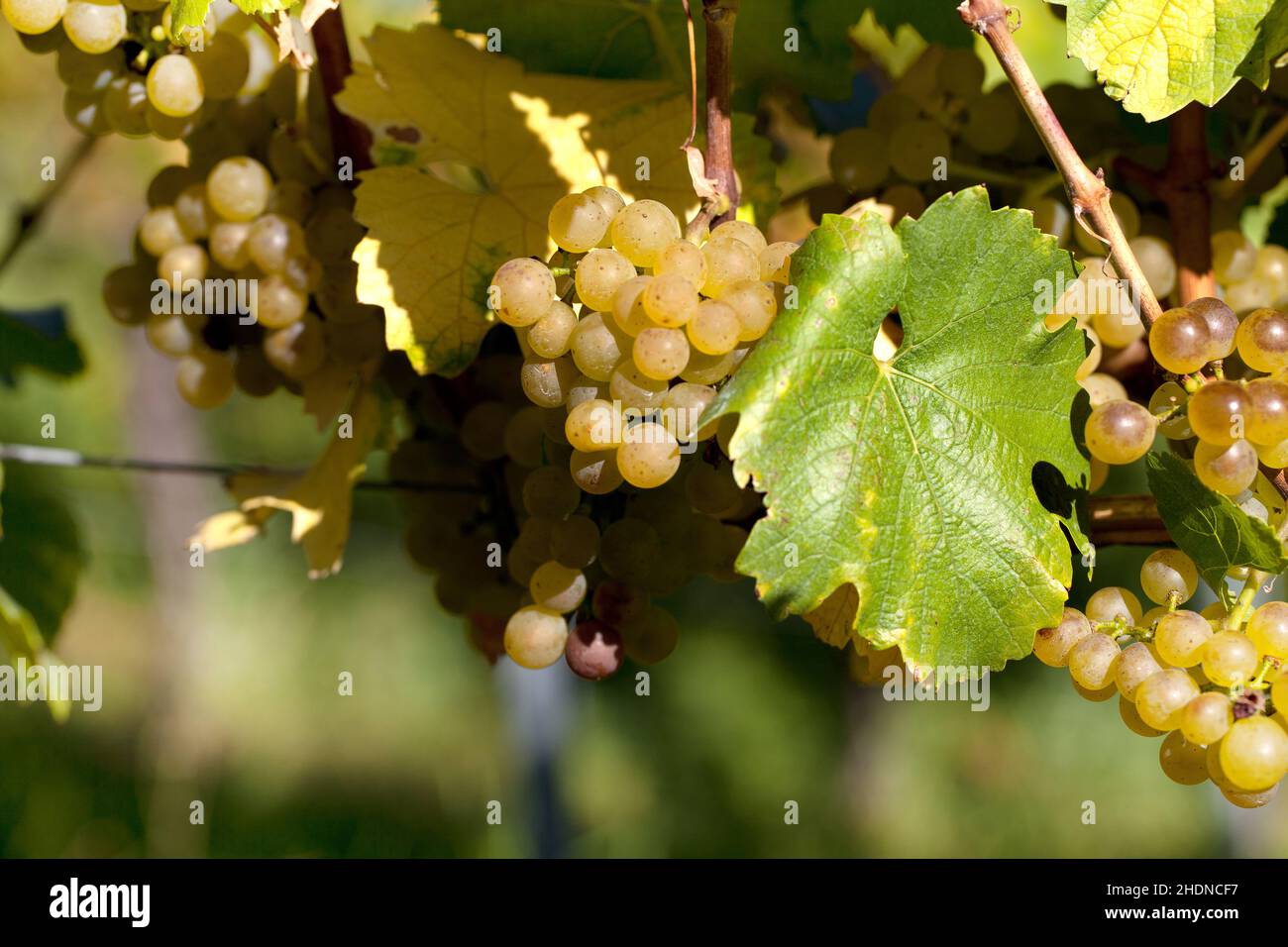 grape, vine, grapes, vines Stock Photo - Alamy