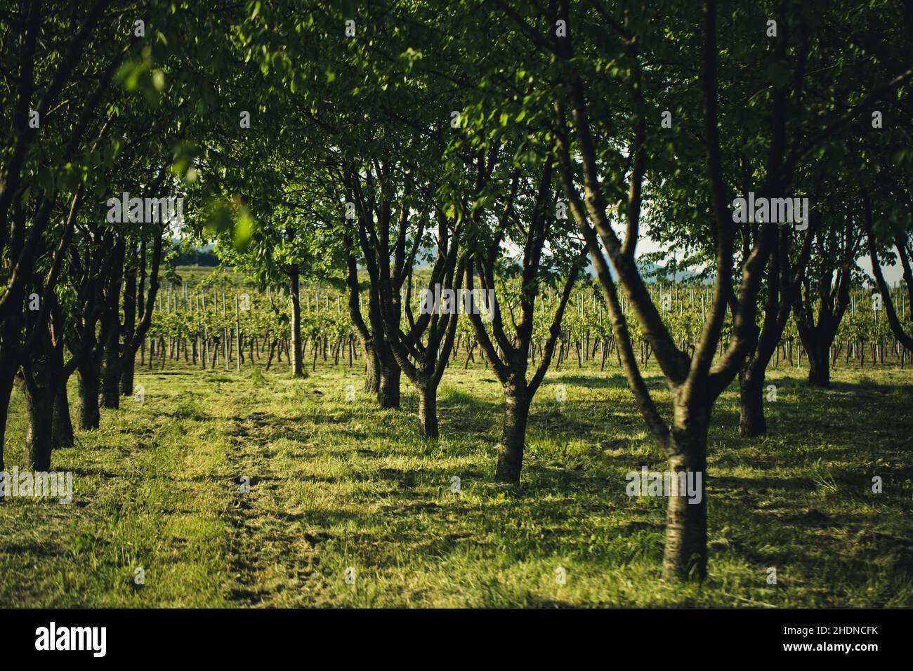 agriculture, plantation, agricultures, plantations Stock Photo - Alamy