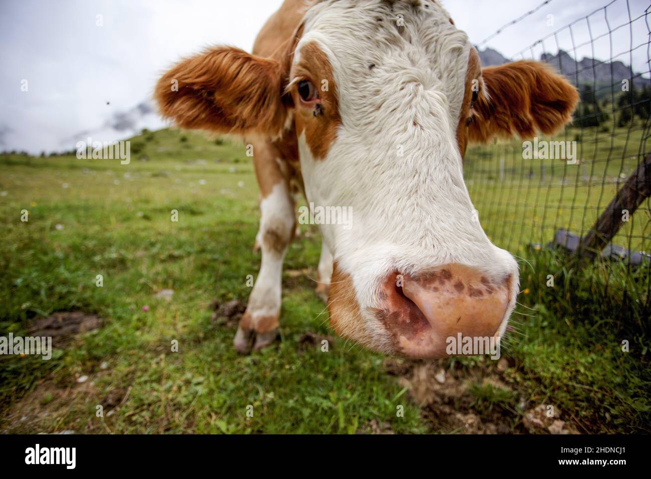 cow, Cow Snout, cows Stock Photo - Alamy