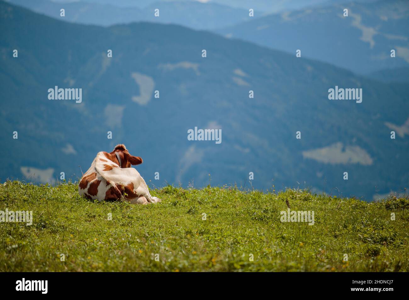 cow, european alps, cows Stock Photo - Alamy