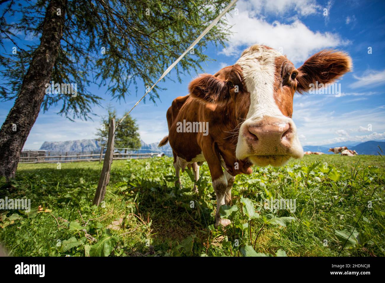 cow, watch, cows, watchs Stock Photo - Alamy