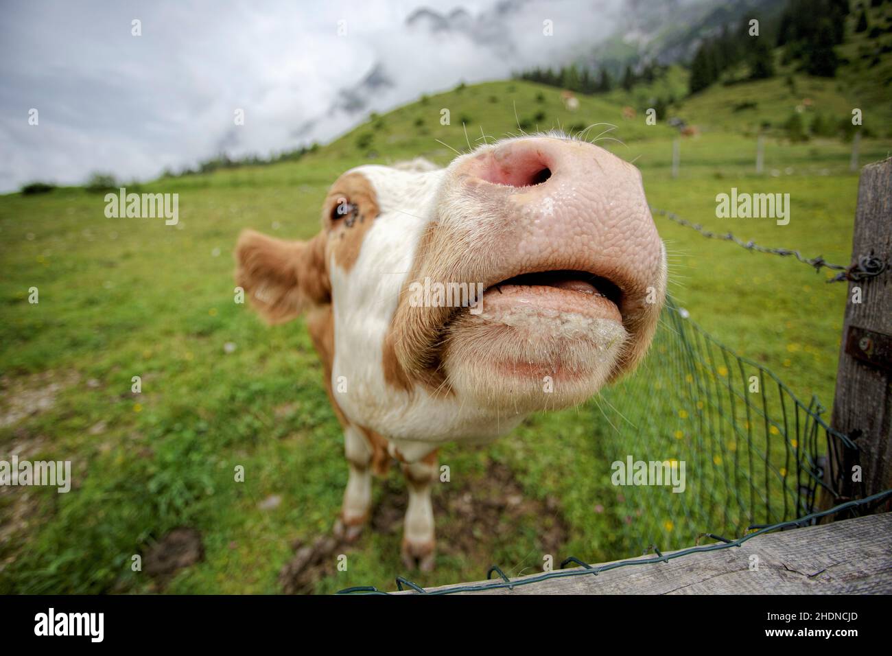 cow, Cow Snout, cows Stock Photo - Alamy