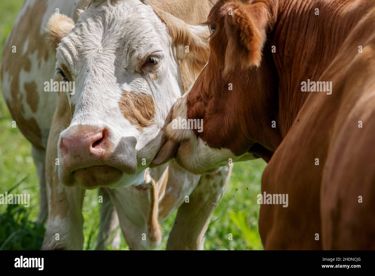 Cows licks hi-res stock photography and images - Alamy