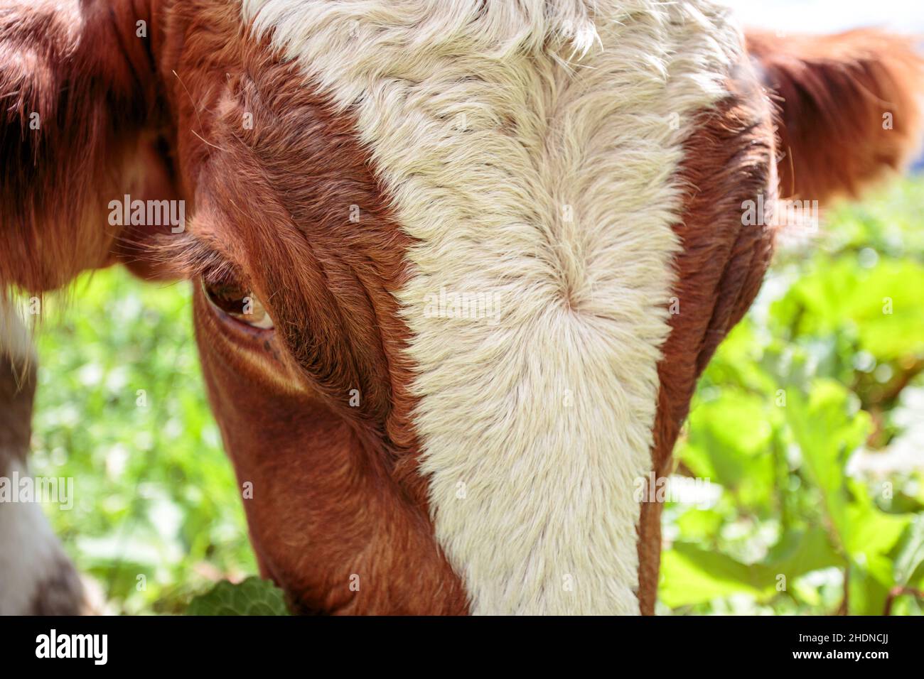 eyes, cow, eye, cows Stock Photo - Alamy