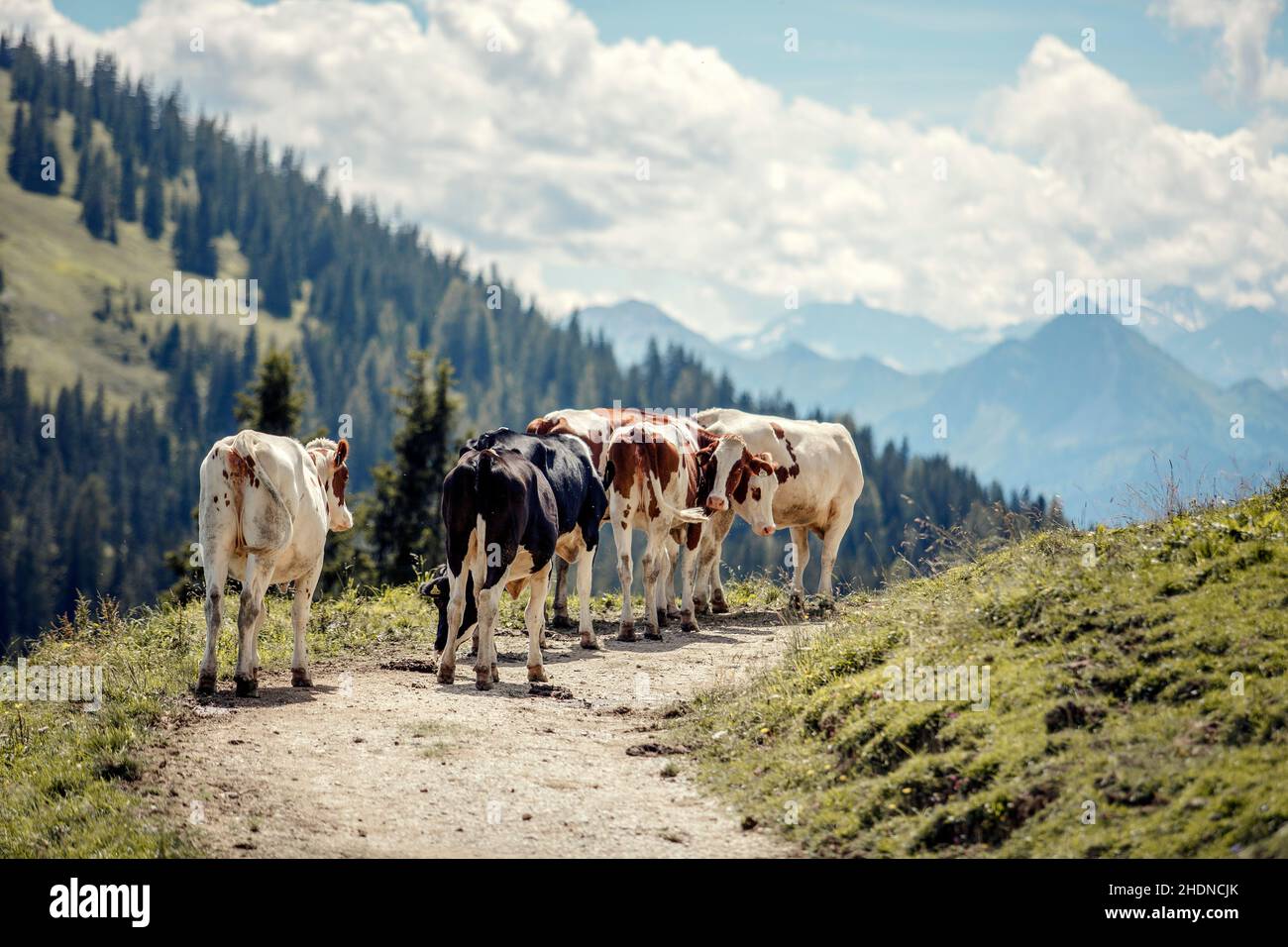 cow herd, back view, livestock, herds, back views, from behind, rear ...