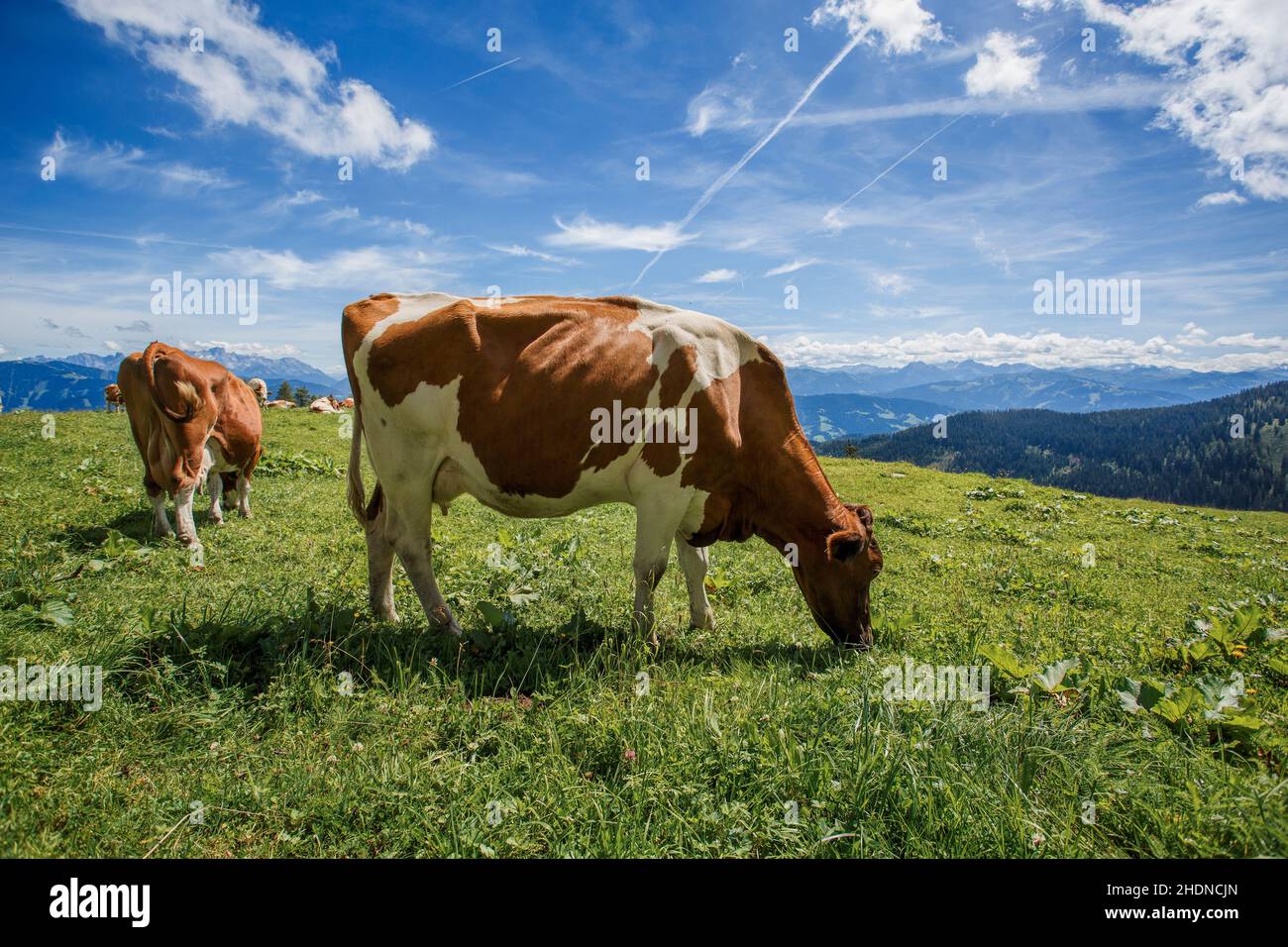 cow, pasture, alps, cows, pastures Stock Photo - Alamy