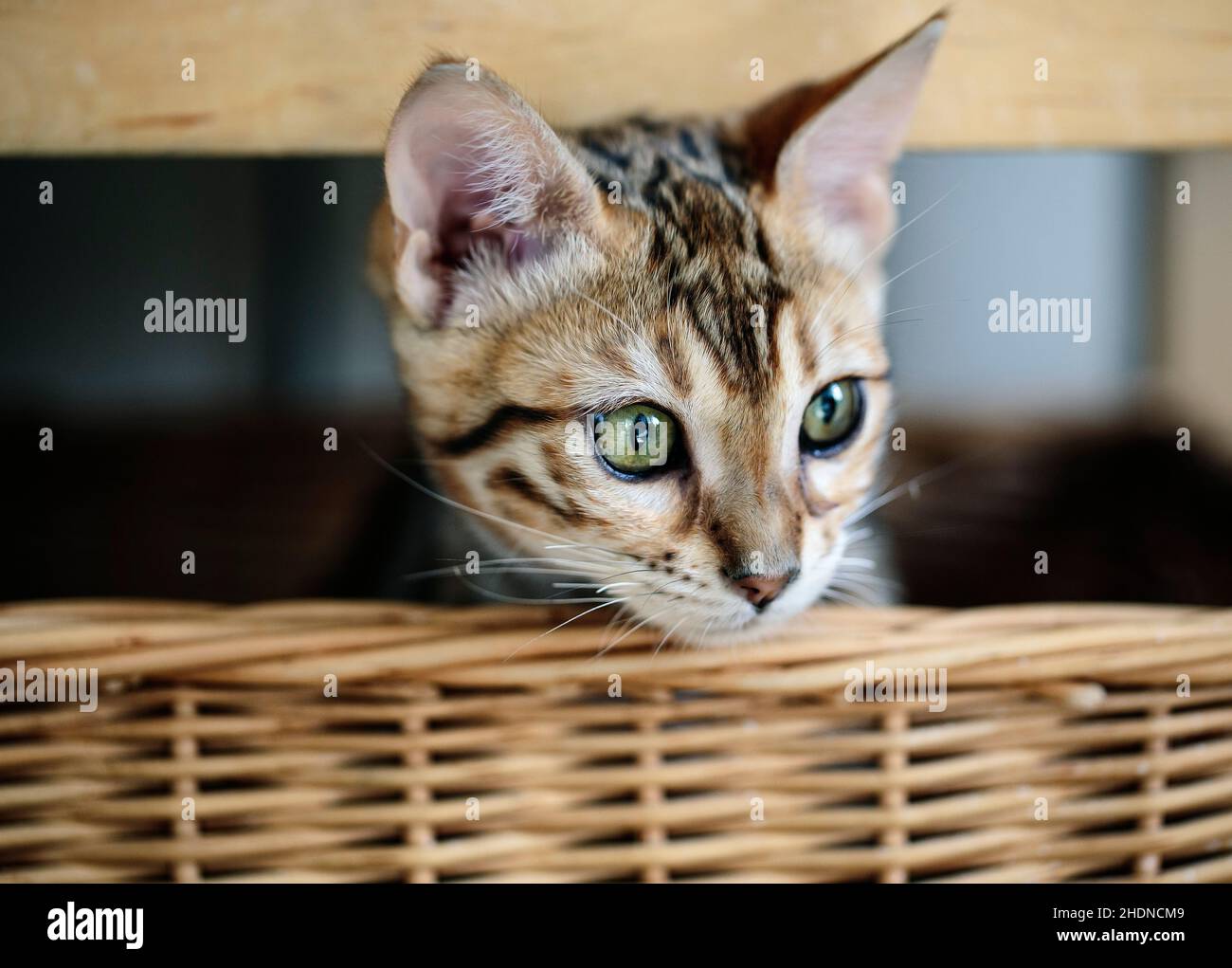 Animals 1 hi-res stock photography and images - Alamy